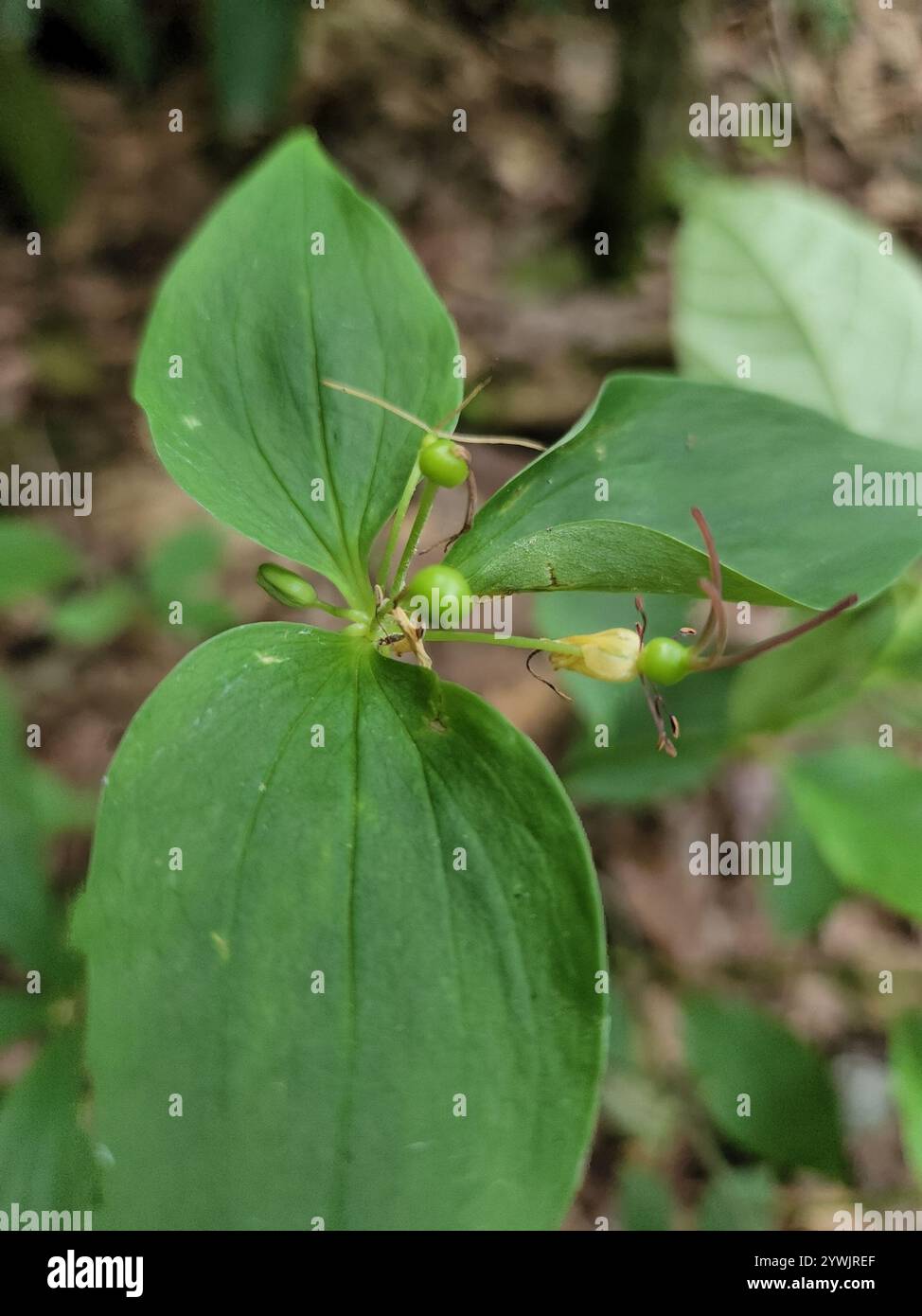 Cucumber Root (Medeola virginiana Stock Photo - Alamy