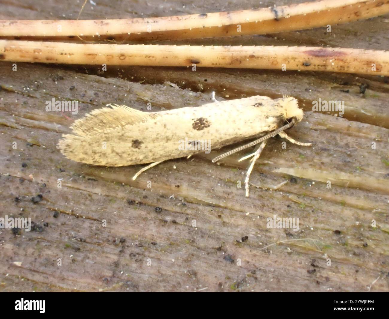 Bird's-nest Moth (Tinea trinotella Stock Photo - Alamy