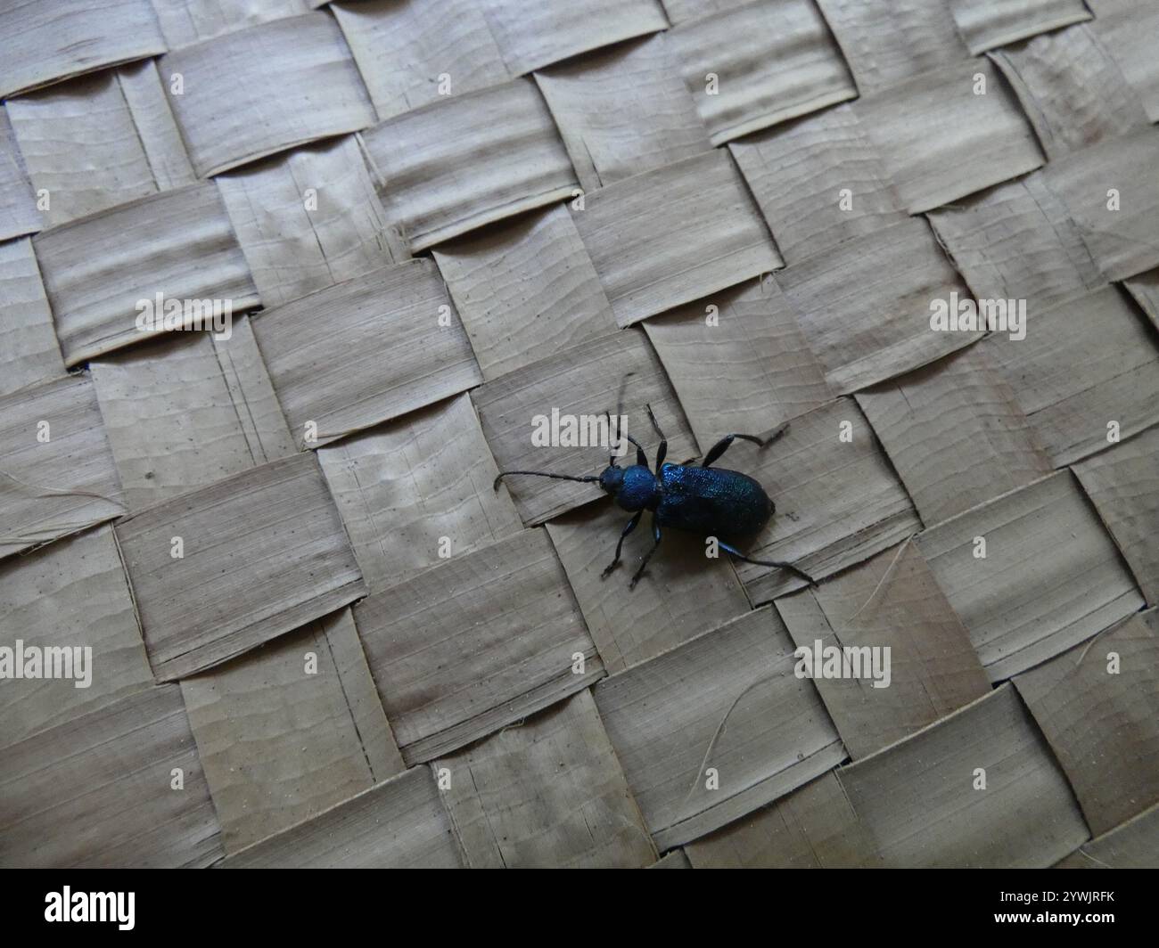 Violet tanbark beetle (Callidium violaceum Stock Photo - Alamy