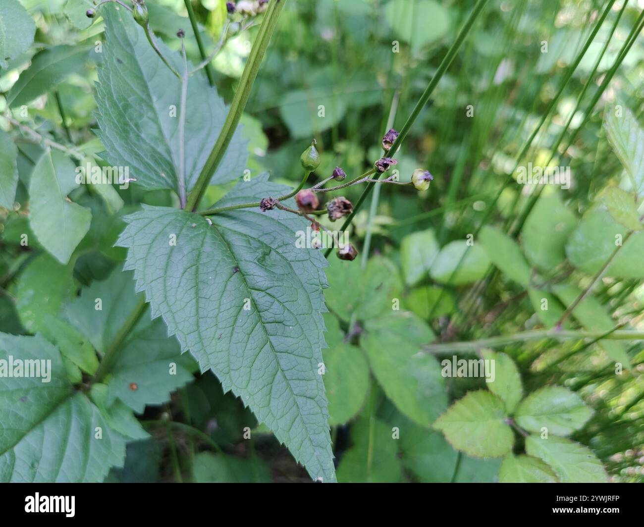 Common Figwort (Scrophularia nodosa Stock Photo - Alamy