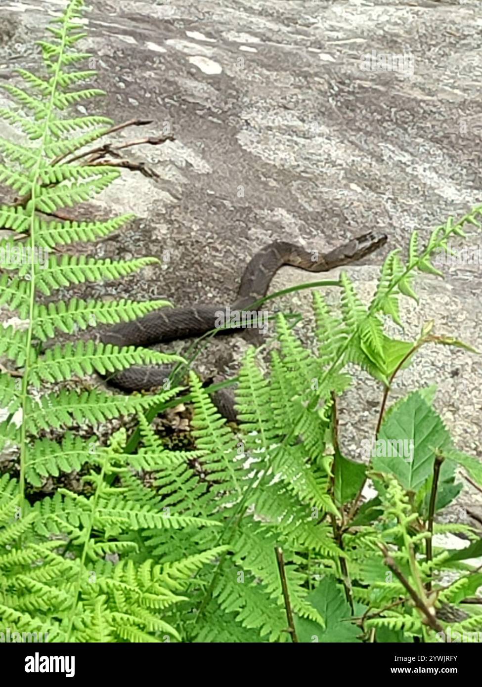 Northern Watersnake (Nerodia sipedon sipedon Stock Photo - Alamy