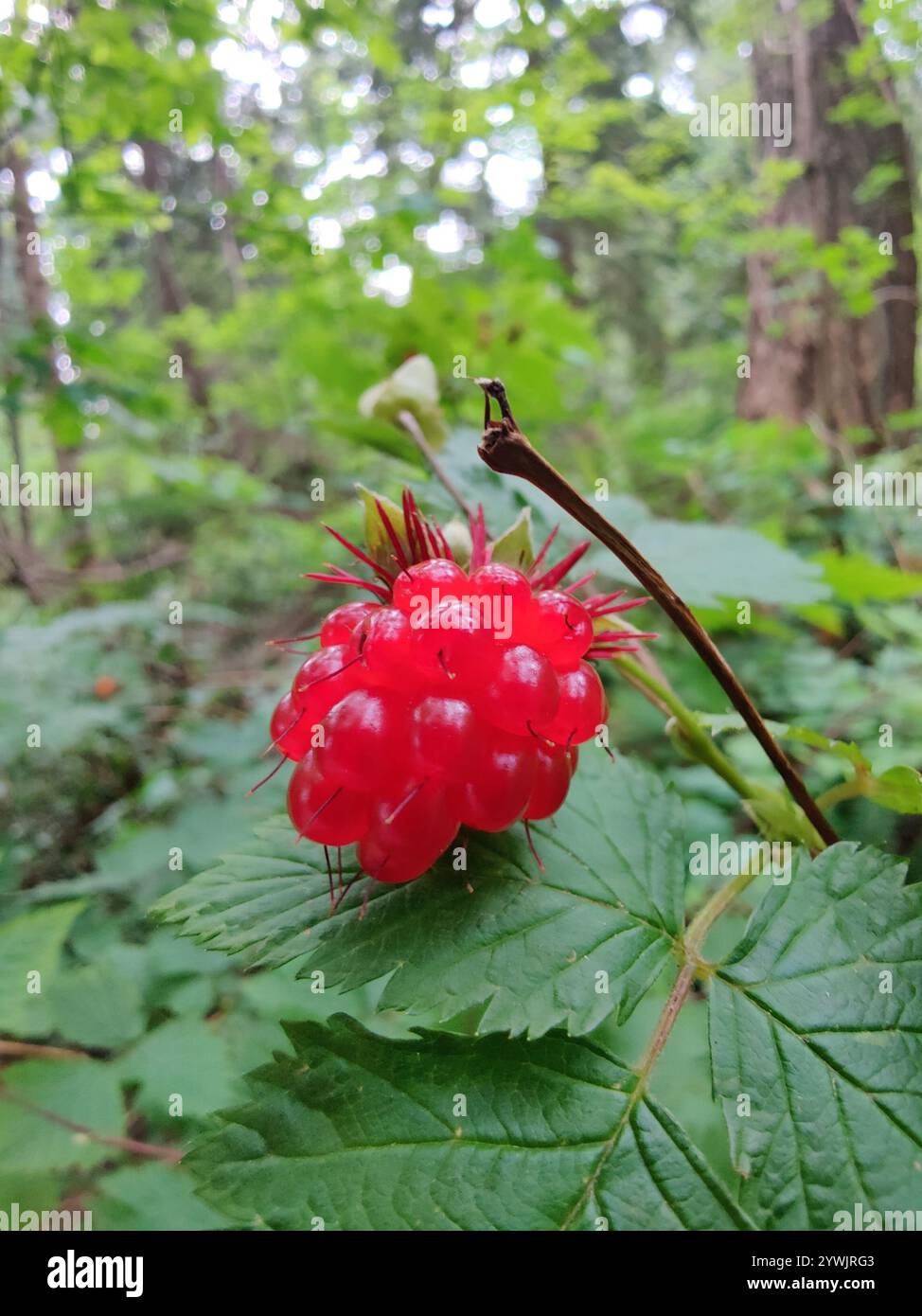 Salmonberry (Rubus spectabilis Stock Photo - Alamy
