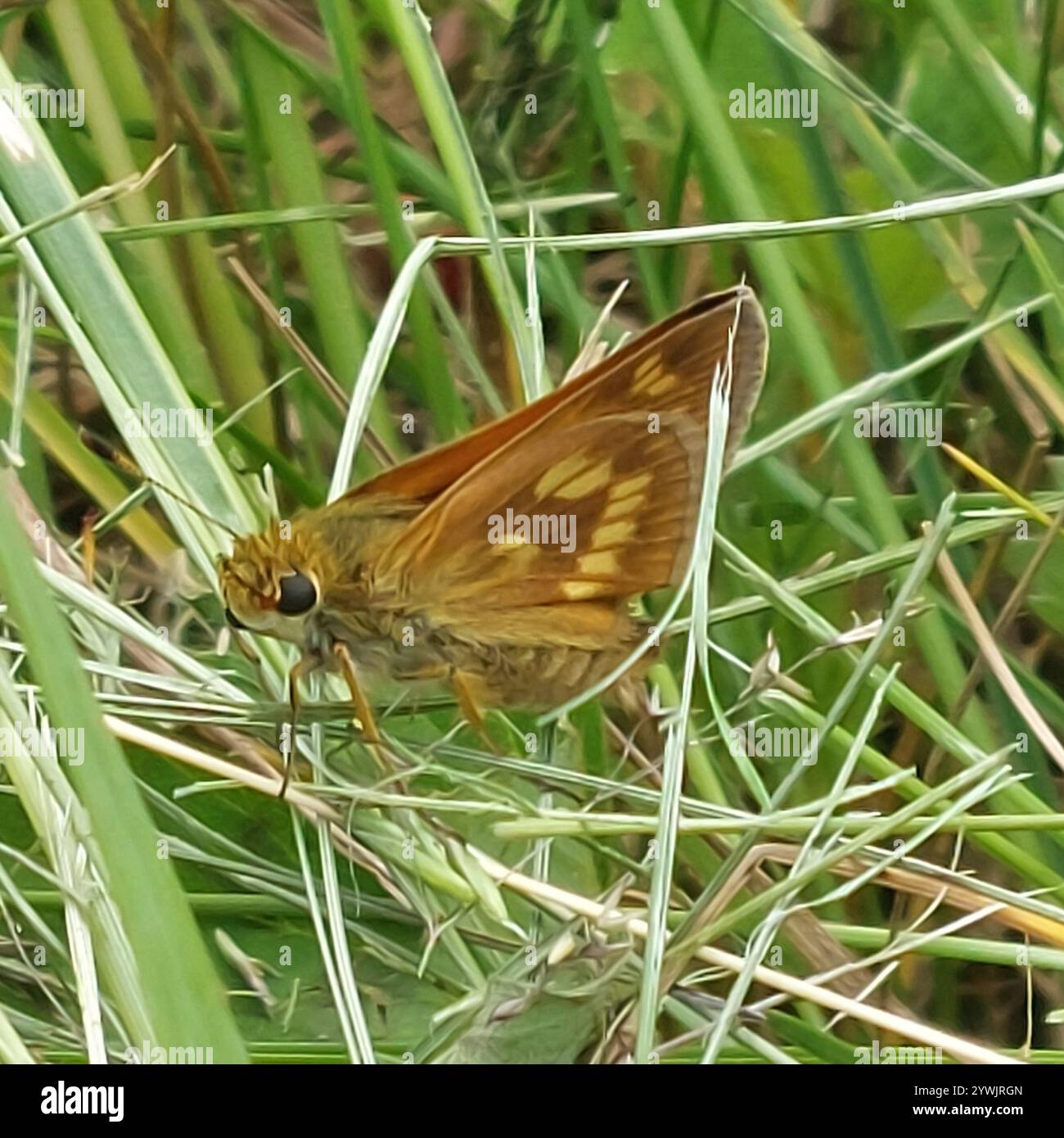 Long Dash (Polites mystic Stock Photo - Alamy