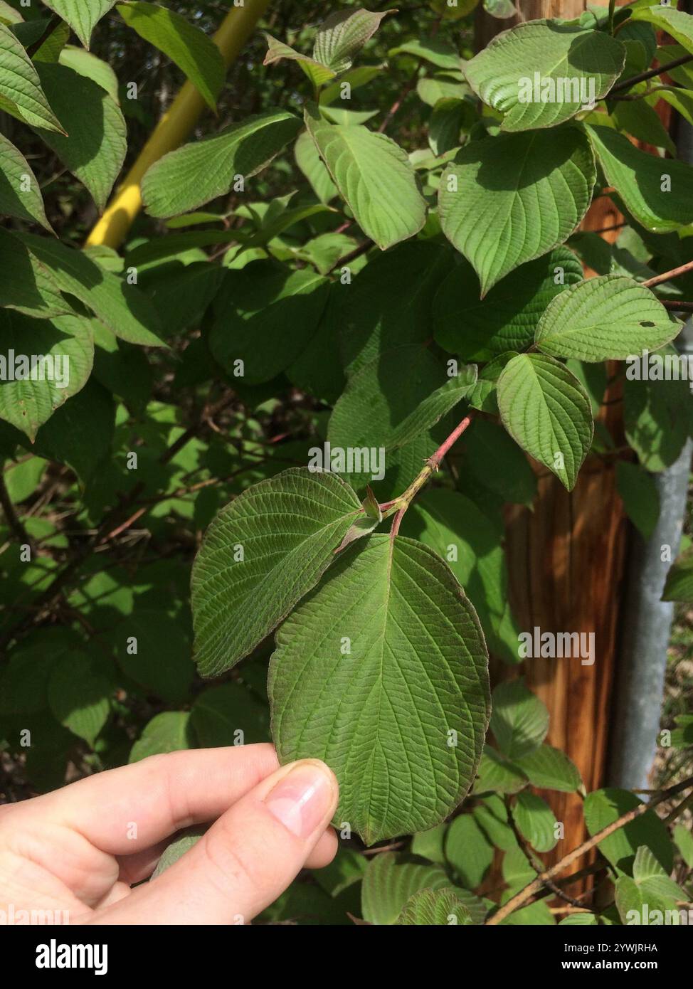 Round-leaved Dogwood (Cornus rugosa Stock Photo - Alamy