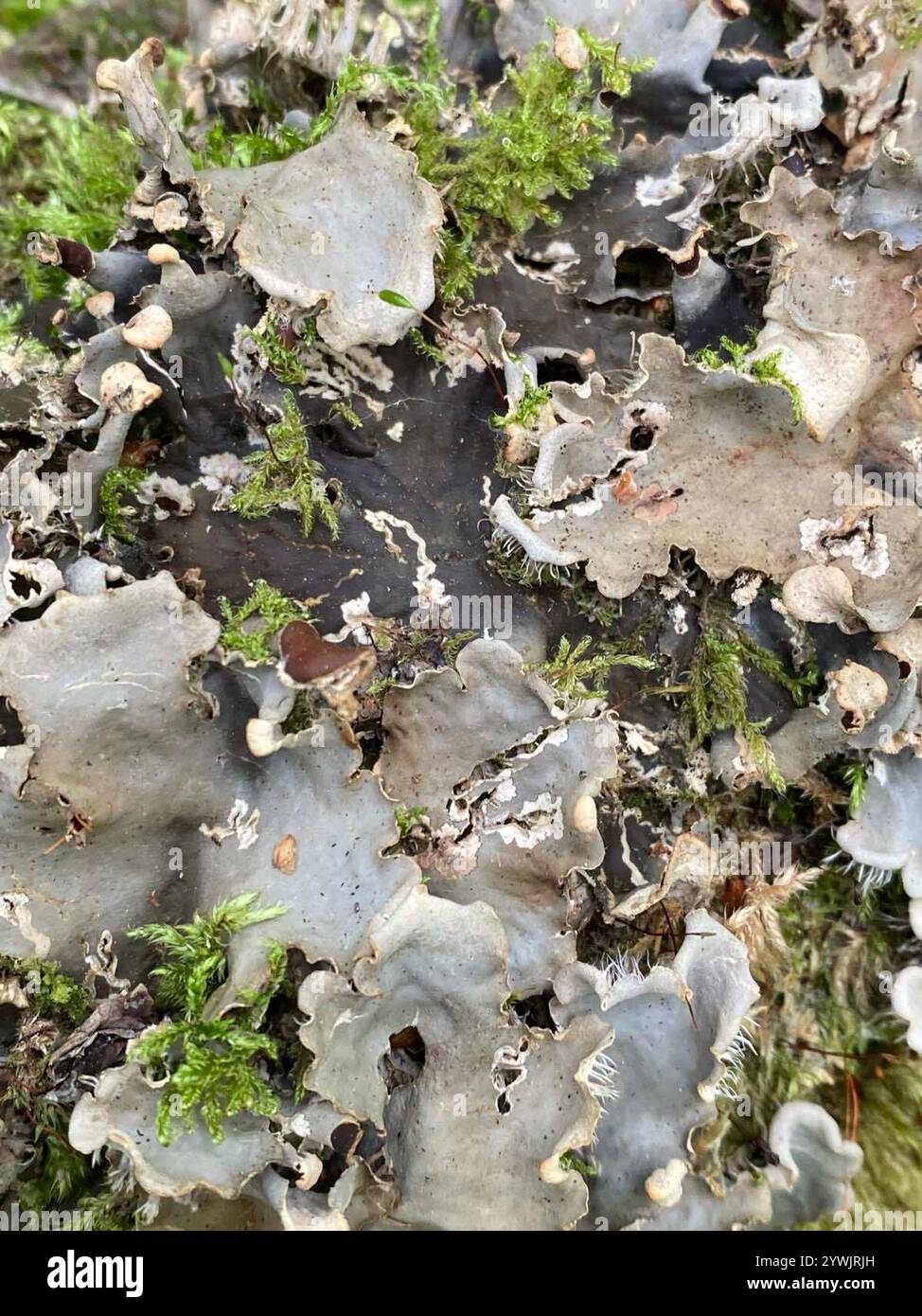many-fruited pelt lichen (Peltigera polydactylon Stock Photo - Alamy