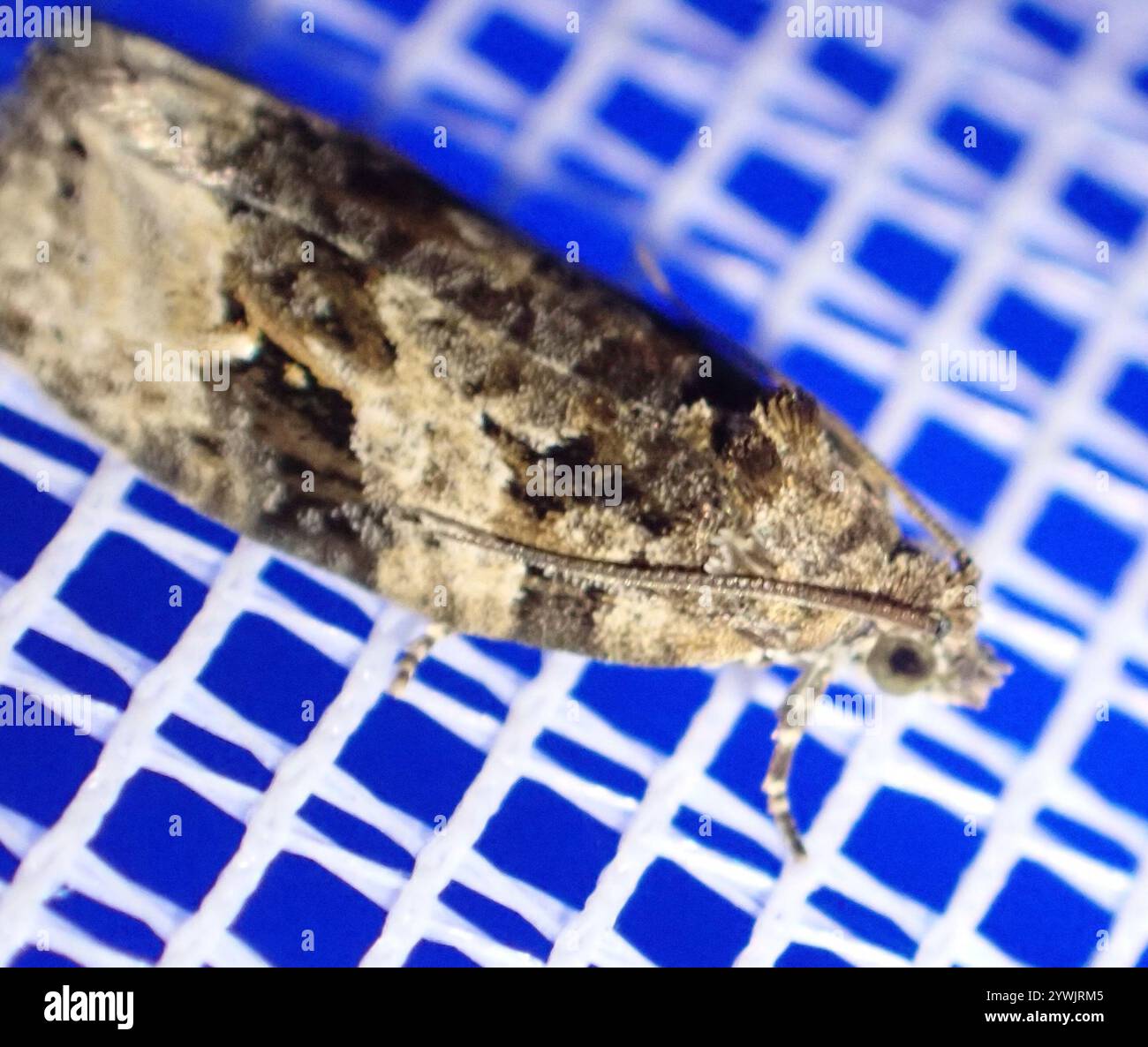 Willow Marble (Apotomis lineana Stock Photo - Alamy