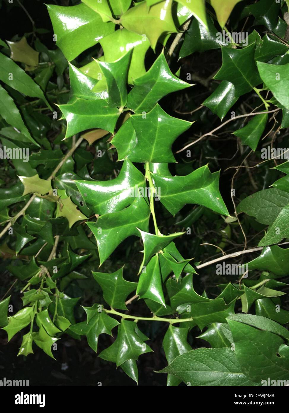 Chinese holly (Ilex cornuta Stock Photo - Alamy