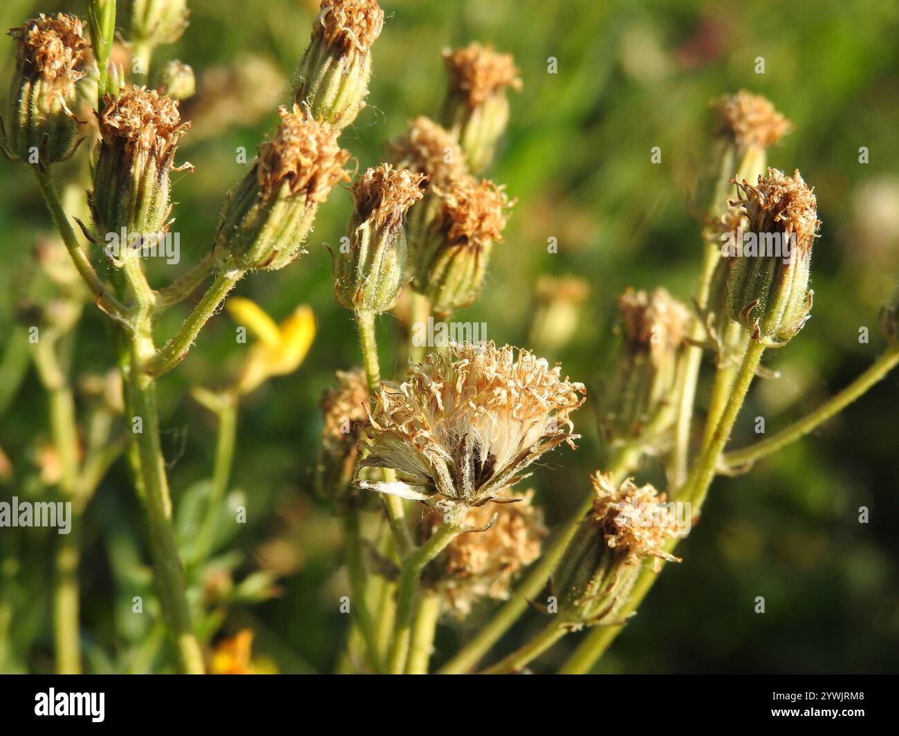 Beaked Hawksbeard (Crepis vesicaria Stock Photo - Alamy