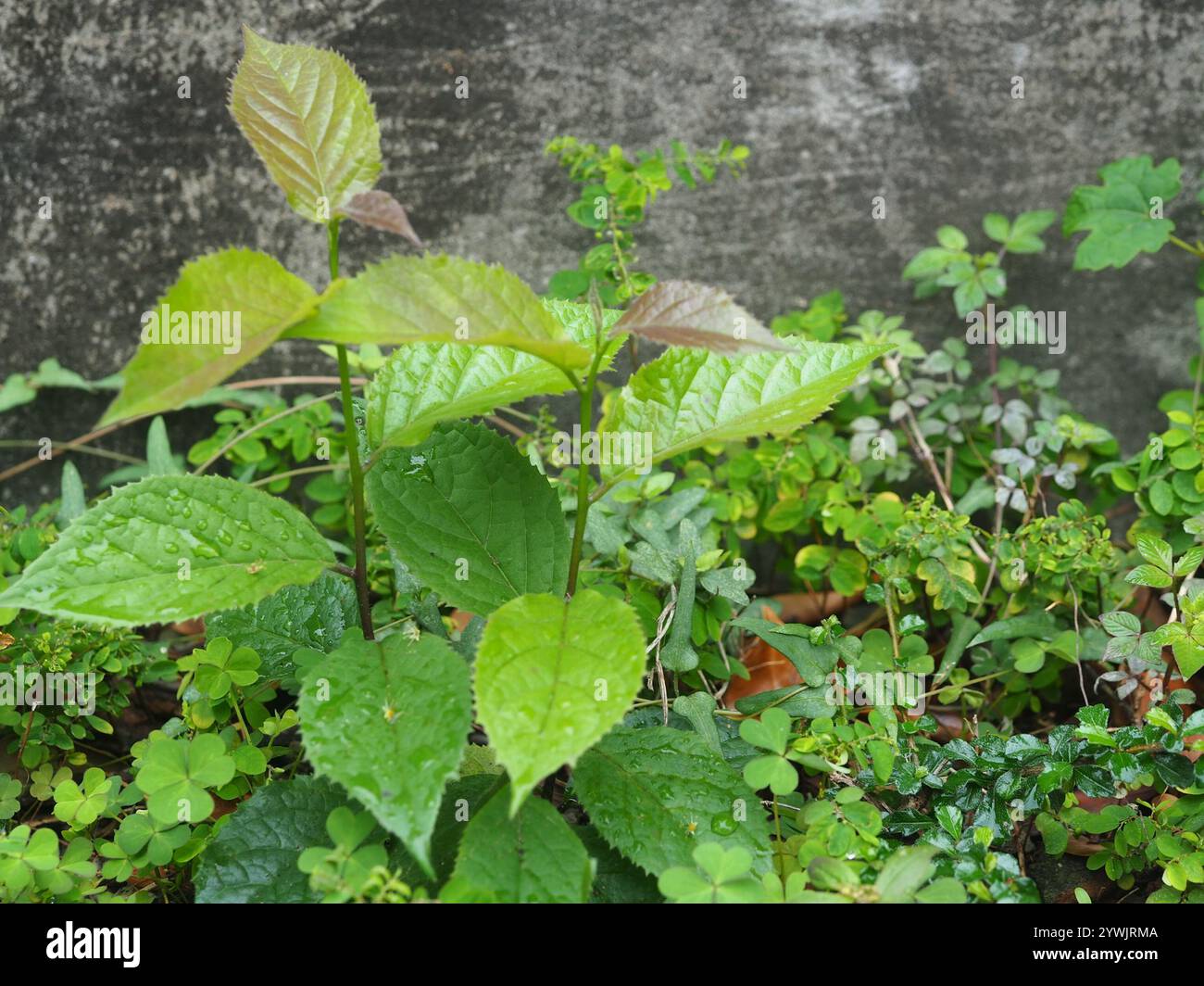 Formosa Ehretia (Ehretia resinosa Stock Photo - Alamy