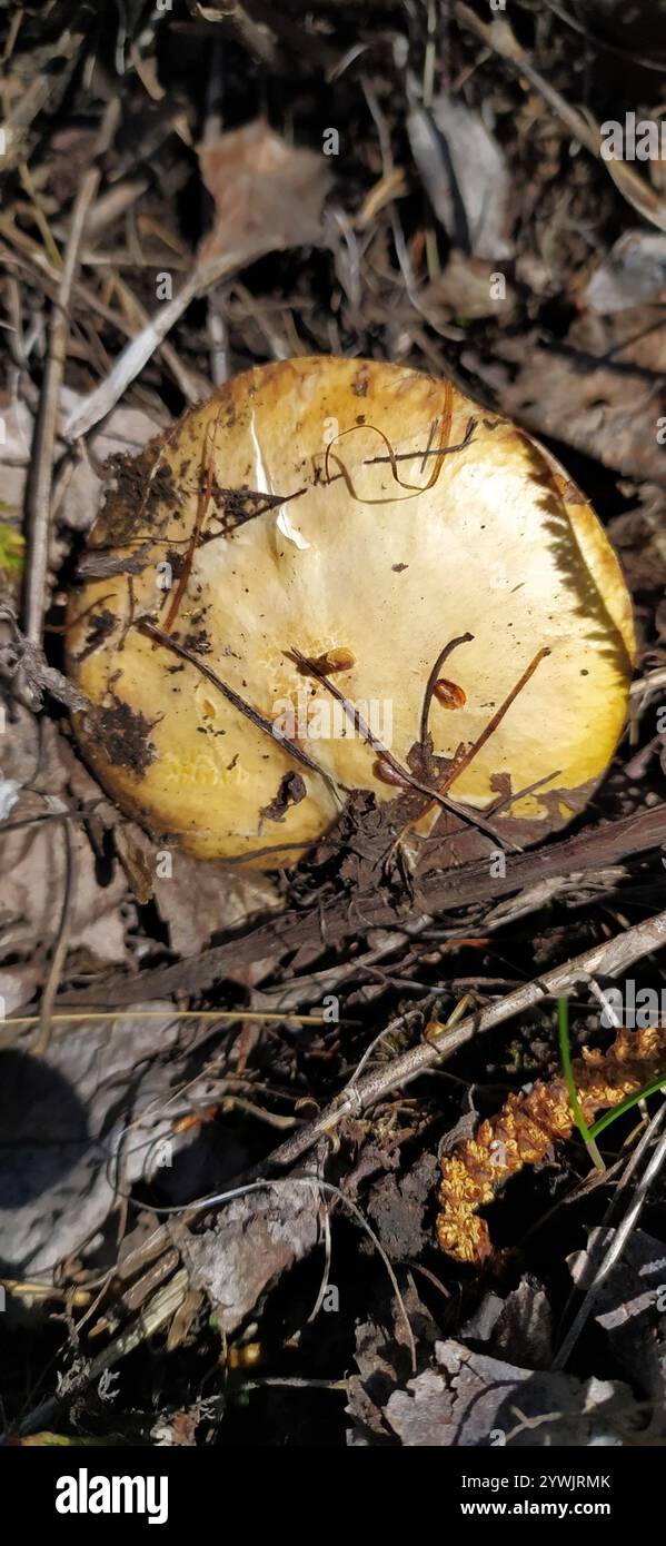 Purple-veiled Slippery Jack (Suillus luteus Stock Photo - Alamy