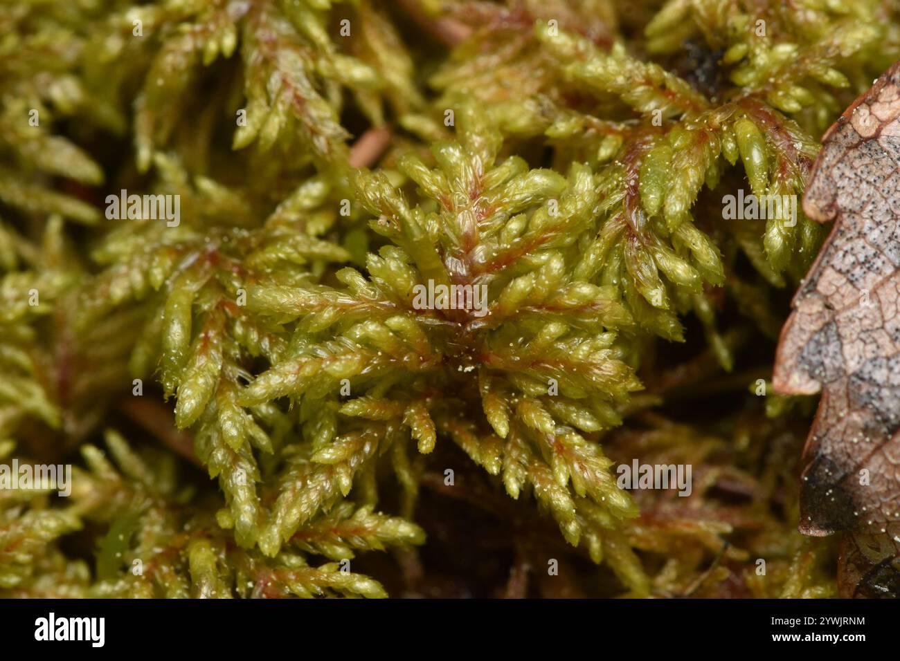 fern mosses (Thuidium Stock Photo - Alamy