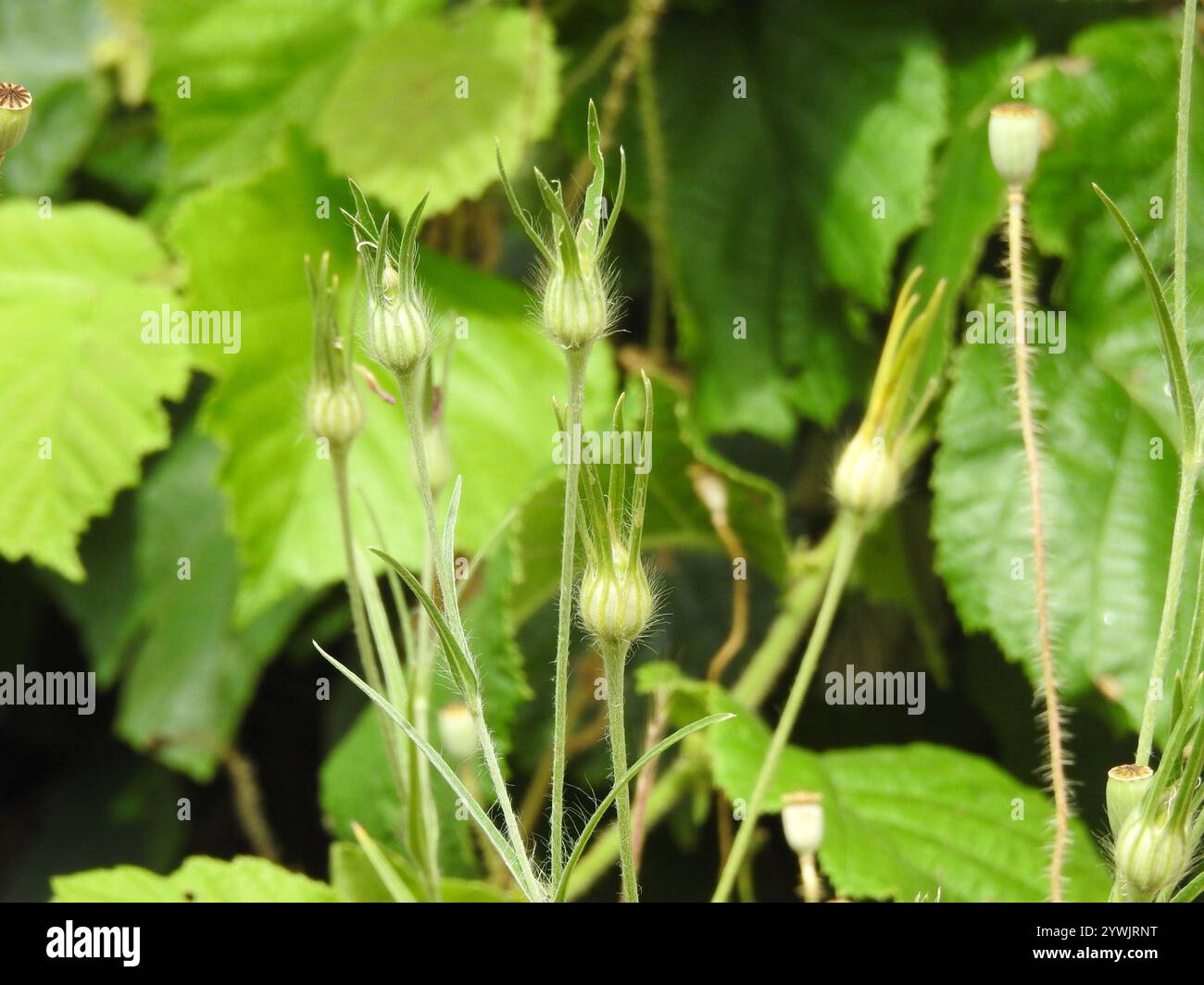 corn cockle (Agrostemma githago Stock Photo - Alamy