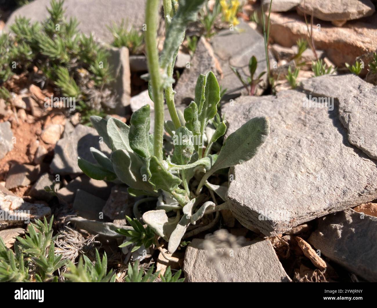 woolly groundsel (Packera cana Stock Photo - Alamy