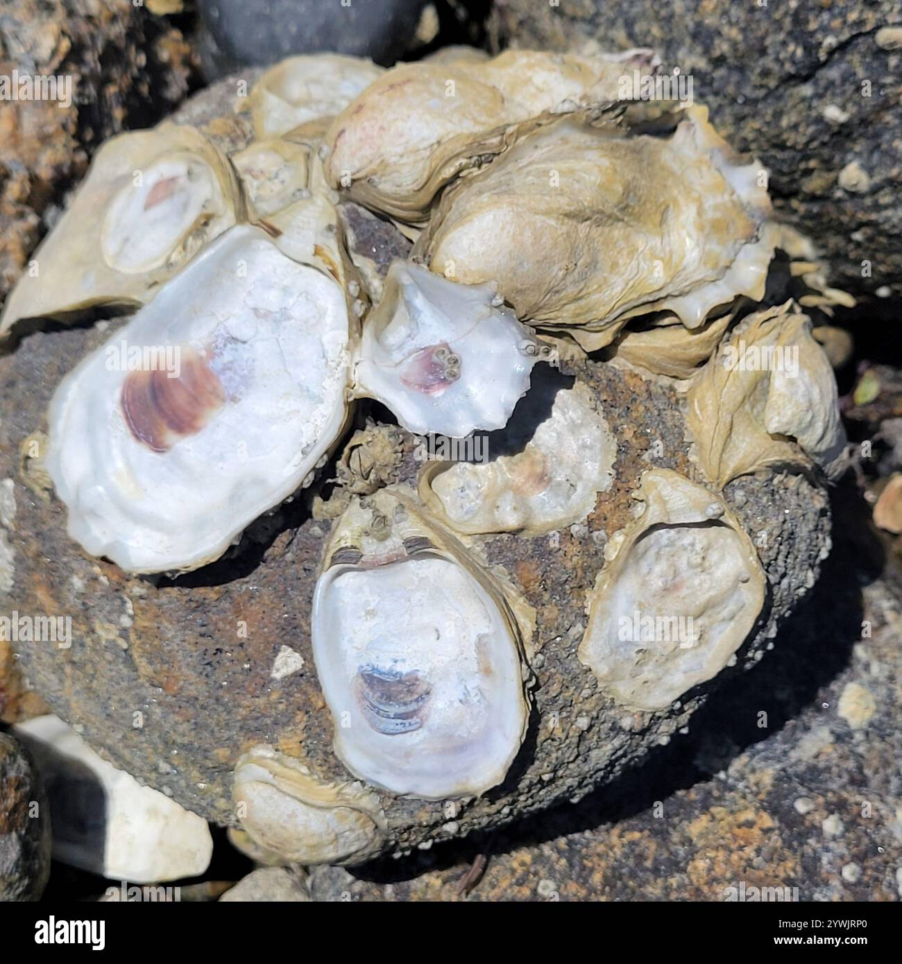 Eastern Oyster (Crassostrea virginica Stock Photo - Alamy