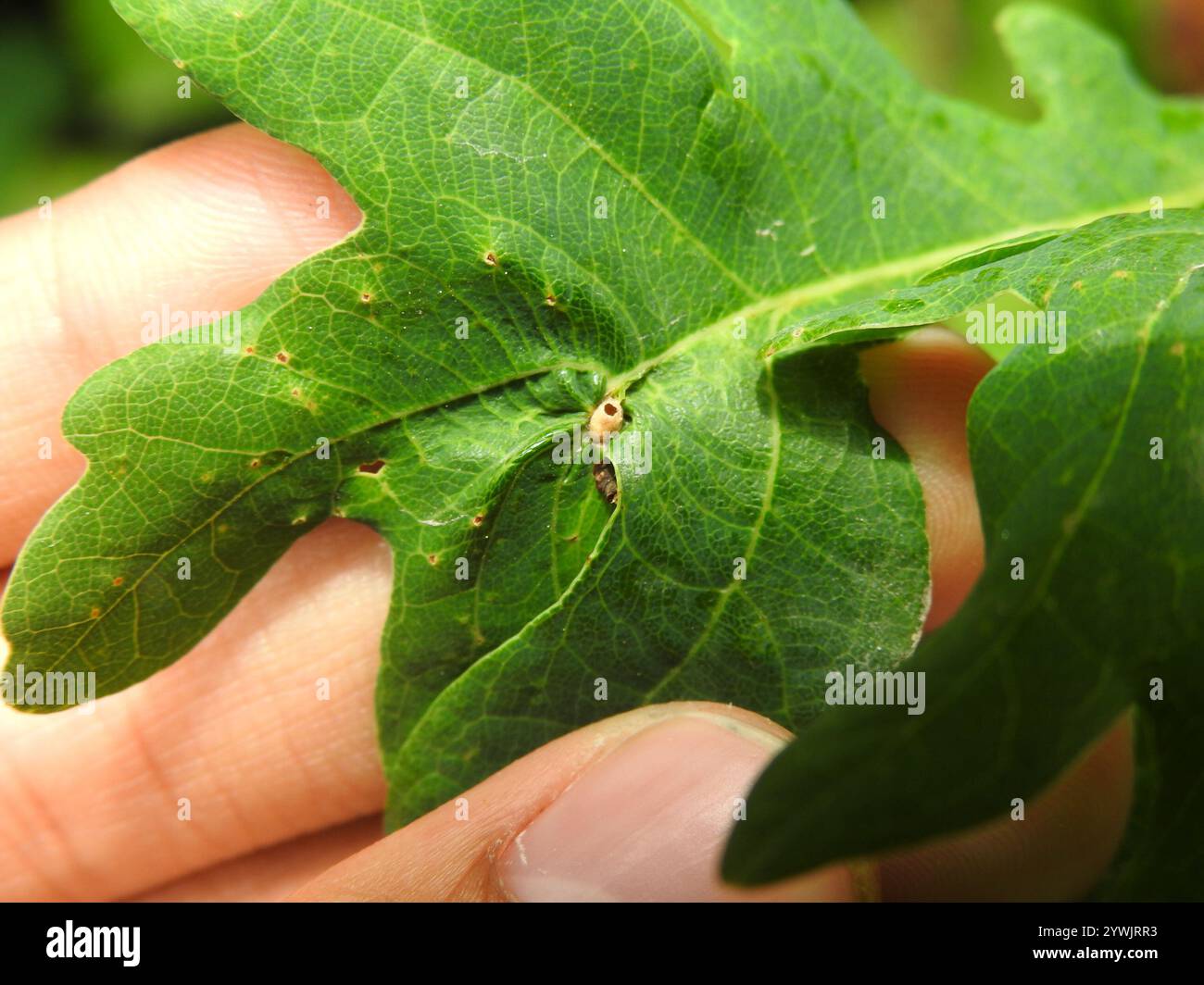 Smooth Spangle Gall Wasp (Neuroterus albipes Stock Photo - Alamy