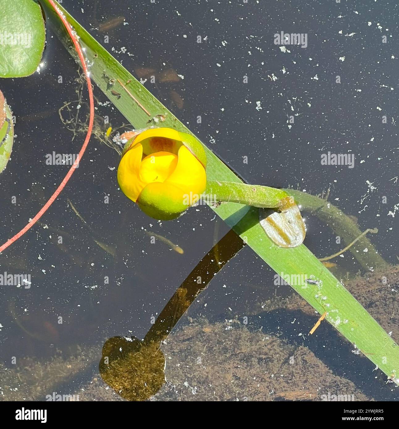 Variegated Yellow Pond-Lily (Nuphar variegata Stock Photo - Alamy