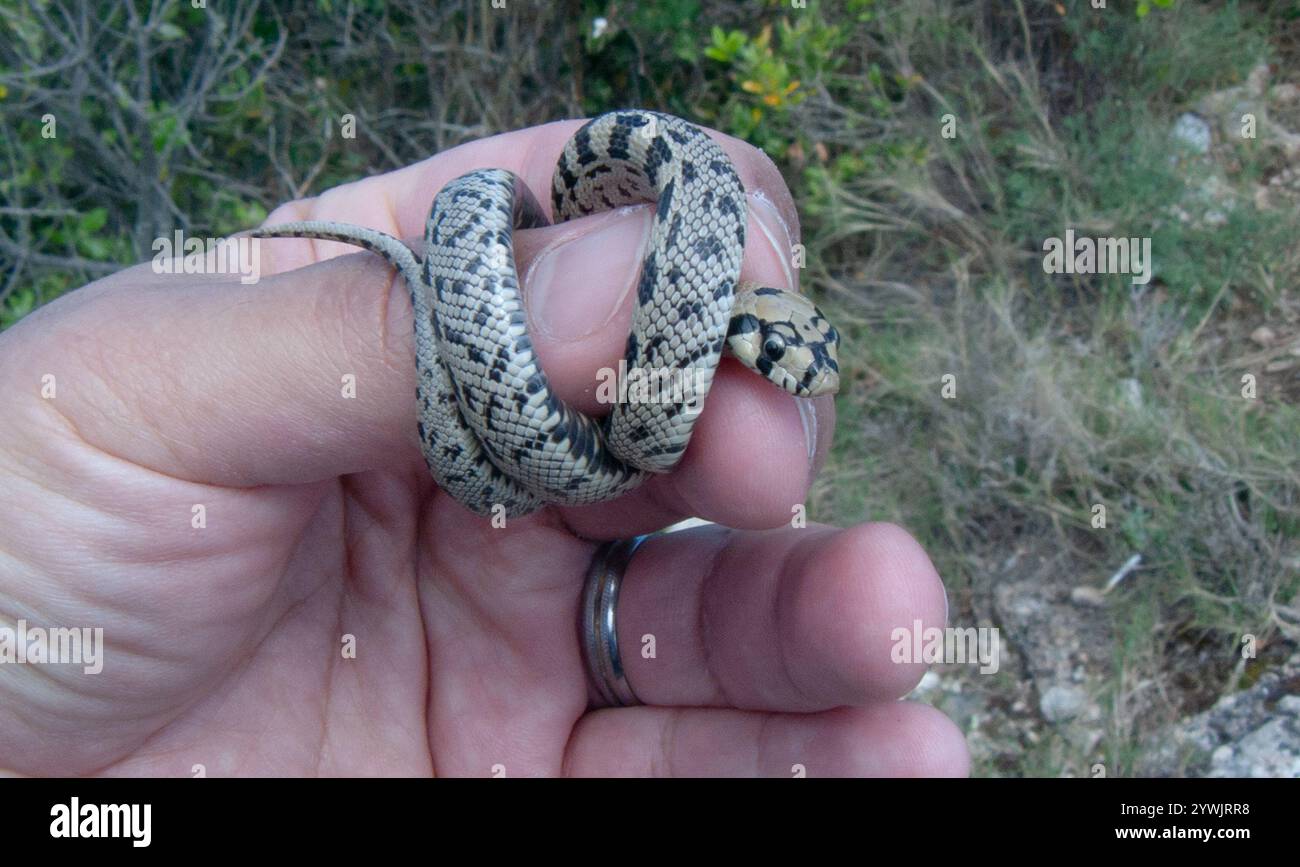 Ladder Snake (Zamenis scalaris Stock Photo - Alamy