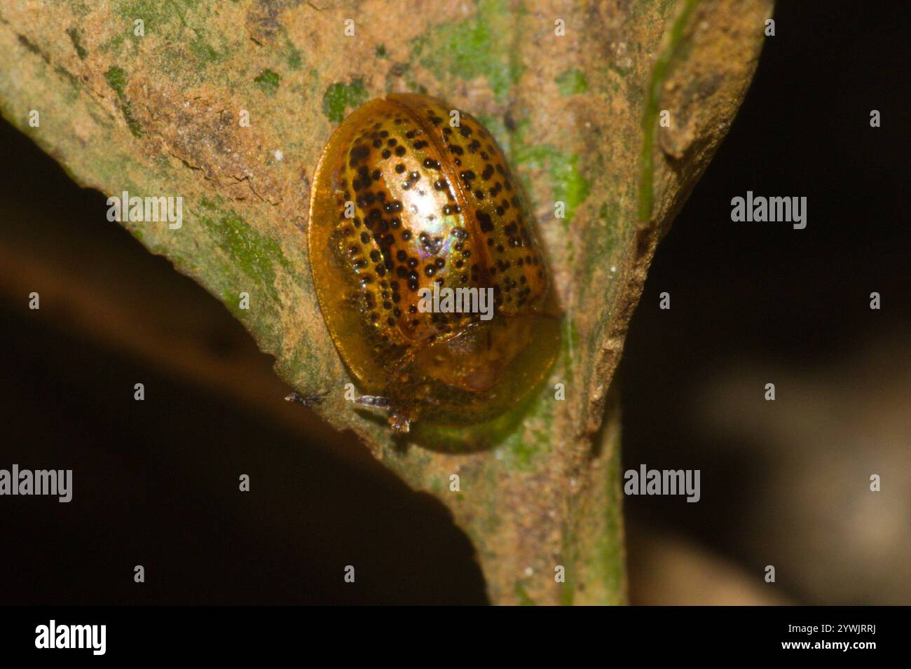 Tortoise and Hispine Beetles (Cassidinae Stock Photo - Alamy