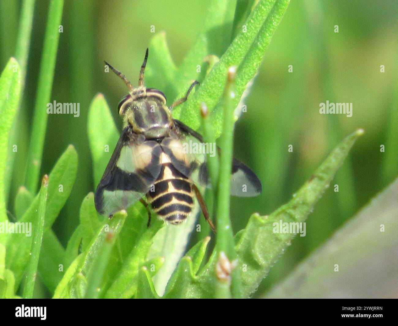 Beautiful Deer Fly (Chrysops callidus Stock Photo - Alamy