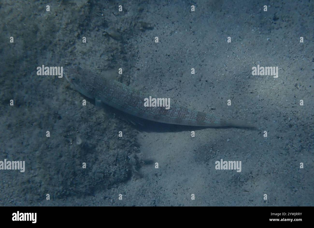 Atlantic Lizardfish (Synodus saurus Stock Photo - Alamy