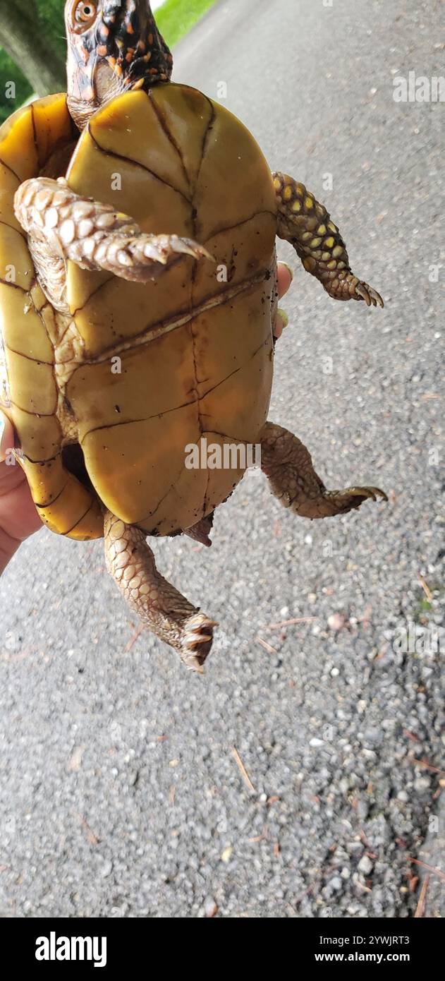 Three-toed Box Turtle (Terrapene triunguis Stock Photo - Alamy