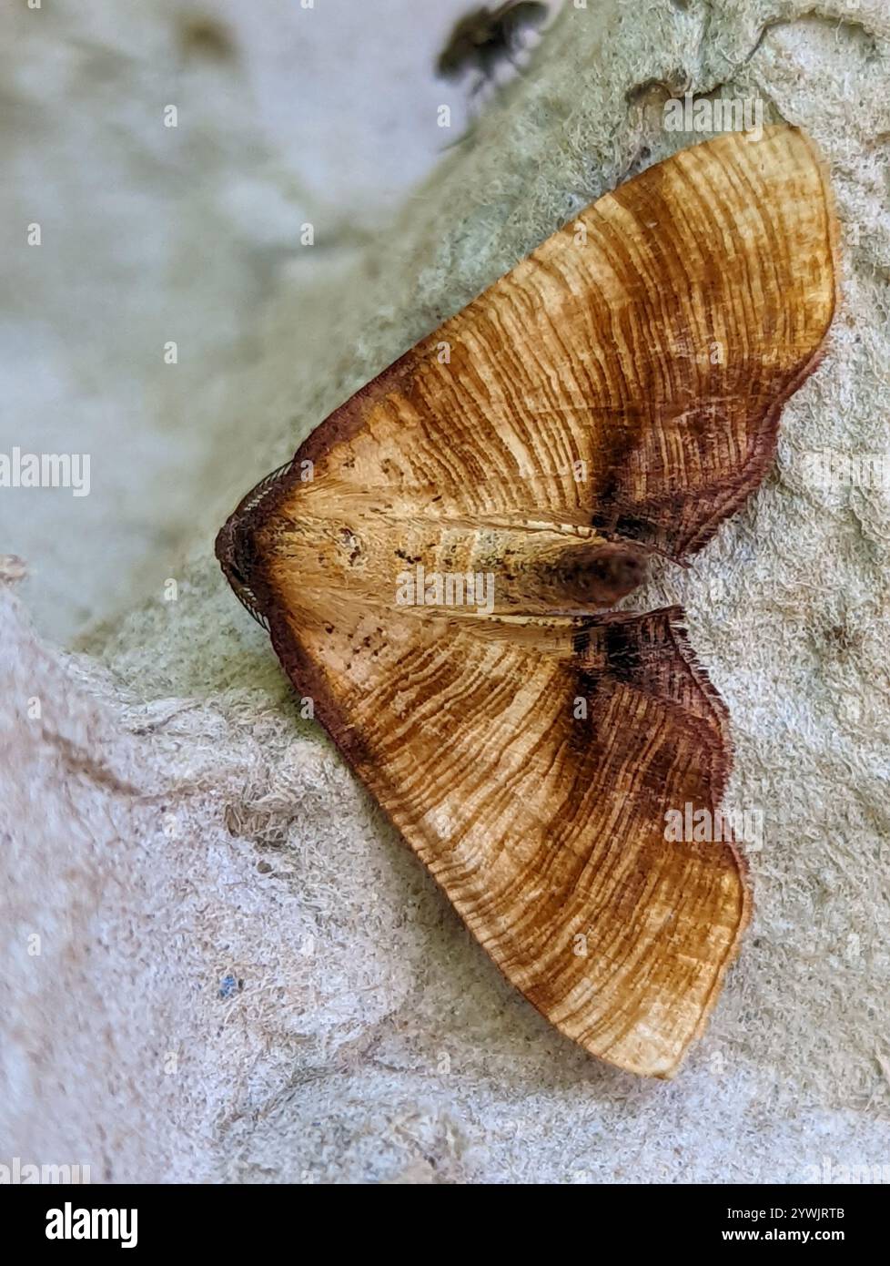 Scorched Wing (Plagodis dolabraria Stock Photo - Alamy