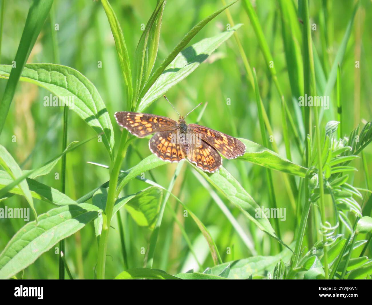 Harris's Checkerspot (Chlosyne harrisii Stock Photo - Alamy