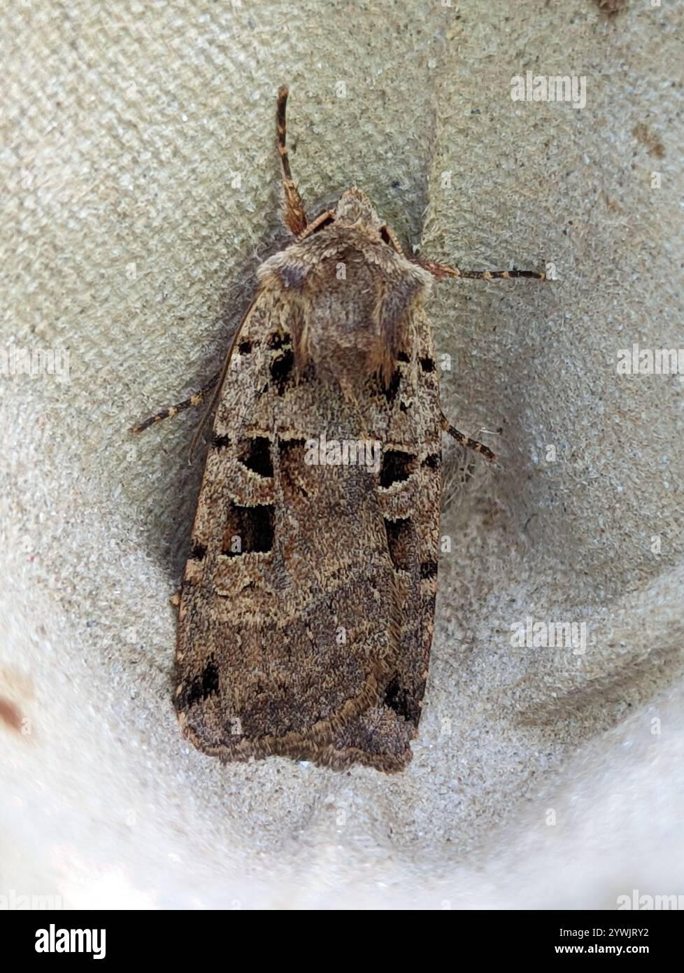 Double Square-spot (Xestia triangulum Stock Photo - Alamy