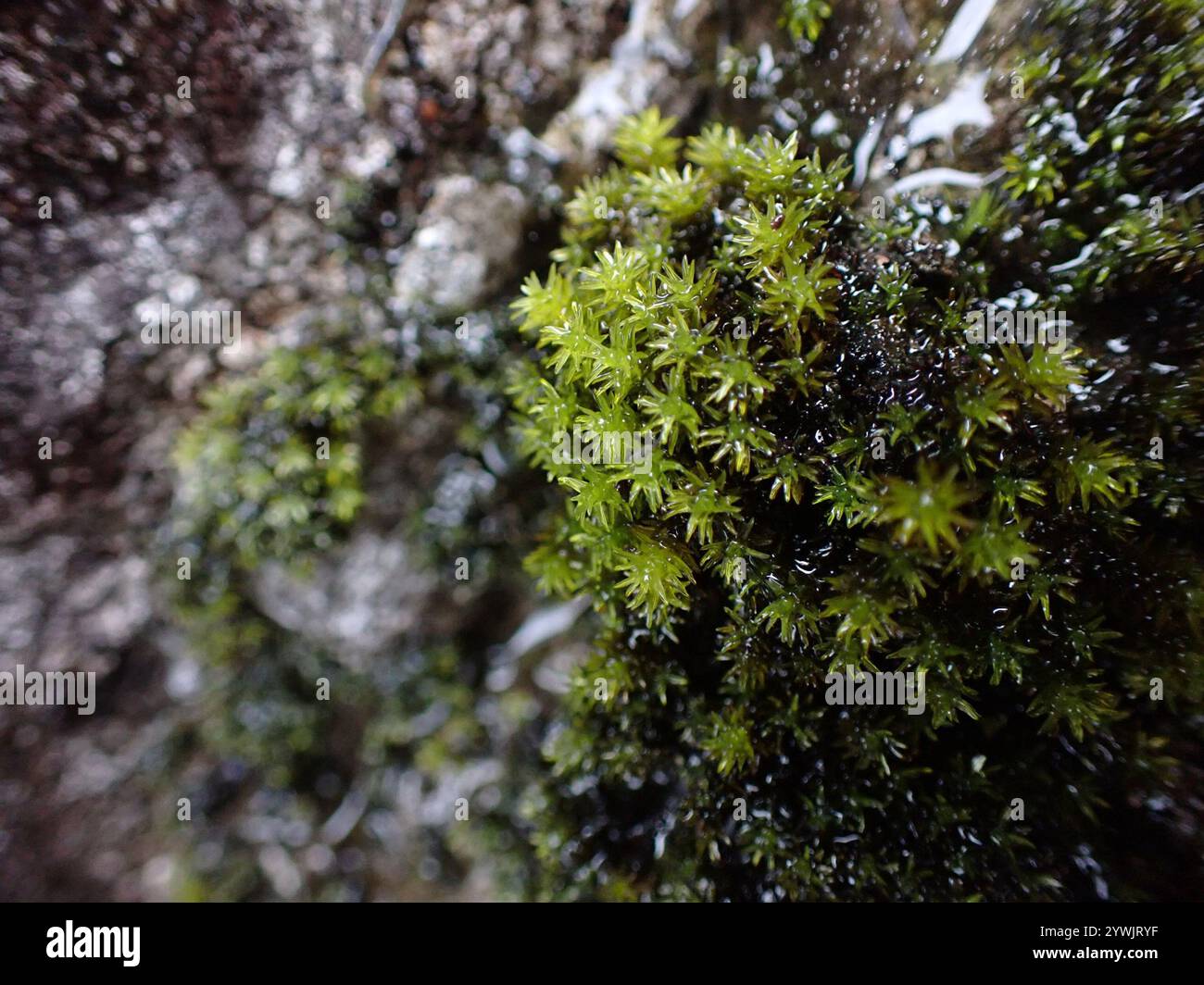 Yellow fringe moss hi-res stock photography and images - Alamy