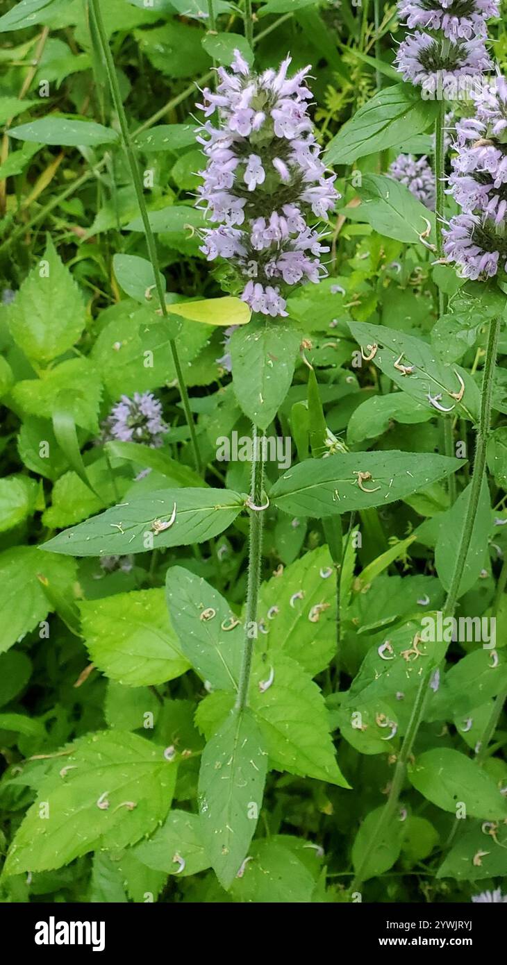 downy pagoda plant (Blephilia ciliata Stock Photo - Alamy