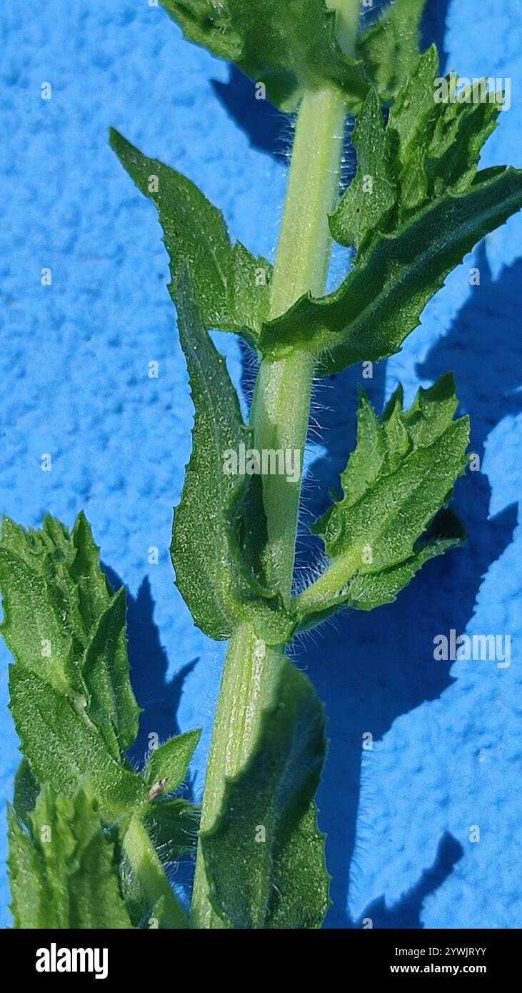 Obeah Bush (Stemodia maritima Stock Photo - Alamy