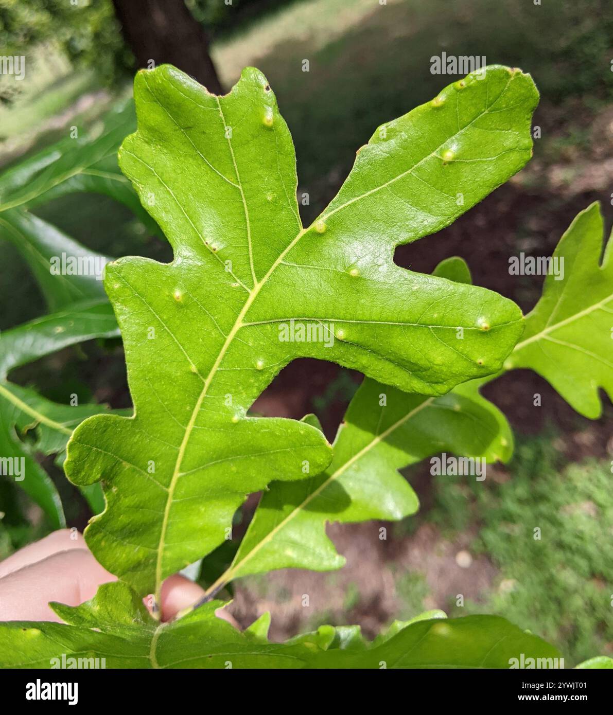 oak flake gall wasp (Neuroterus quercusverrucarum Stock Photo - Alamy