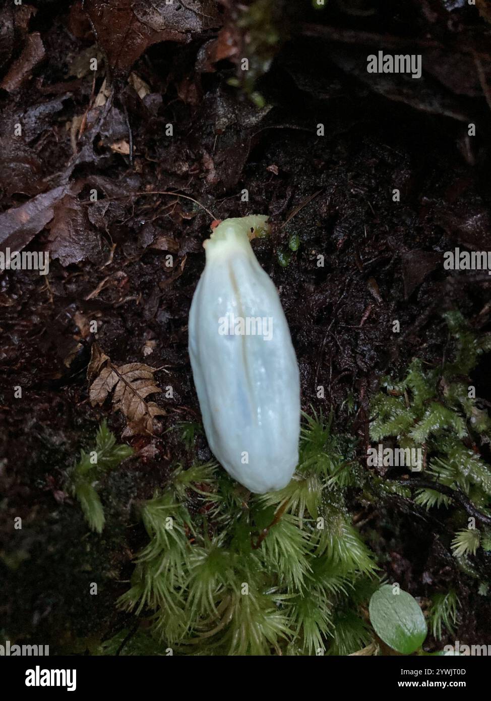 Blue Pouch Fungus (Clavogaster virescens Stock Photo - Alamy