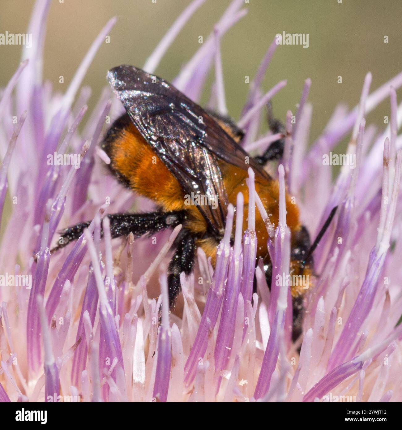 Bumblebee-like Digger Bee (Anthophora bomboides Stock Photo - Alamy