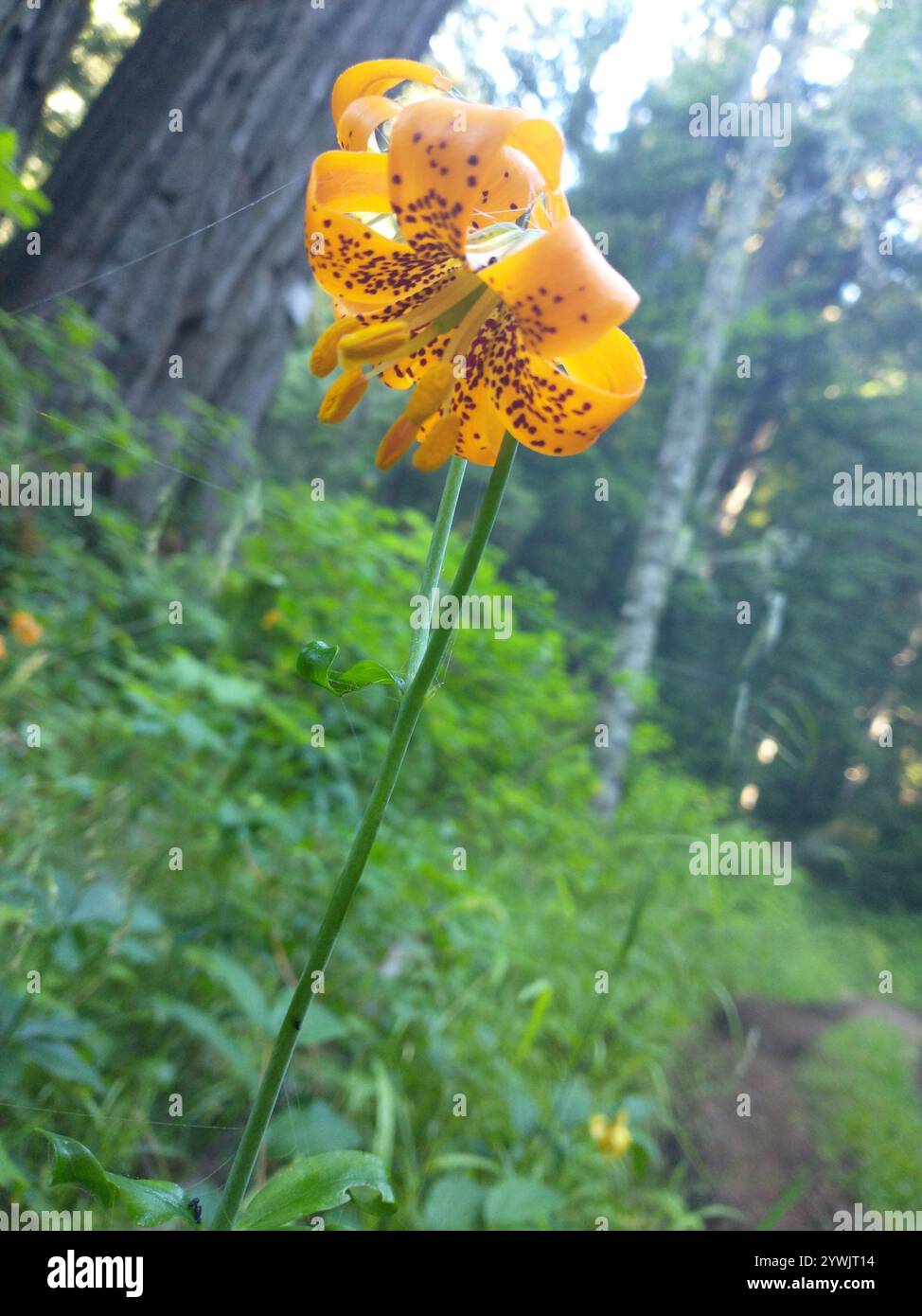 Columbia lily (Lilium columbianum Stock Photo - Alamy