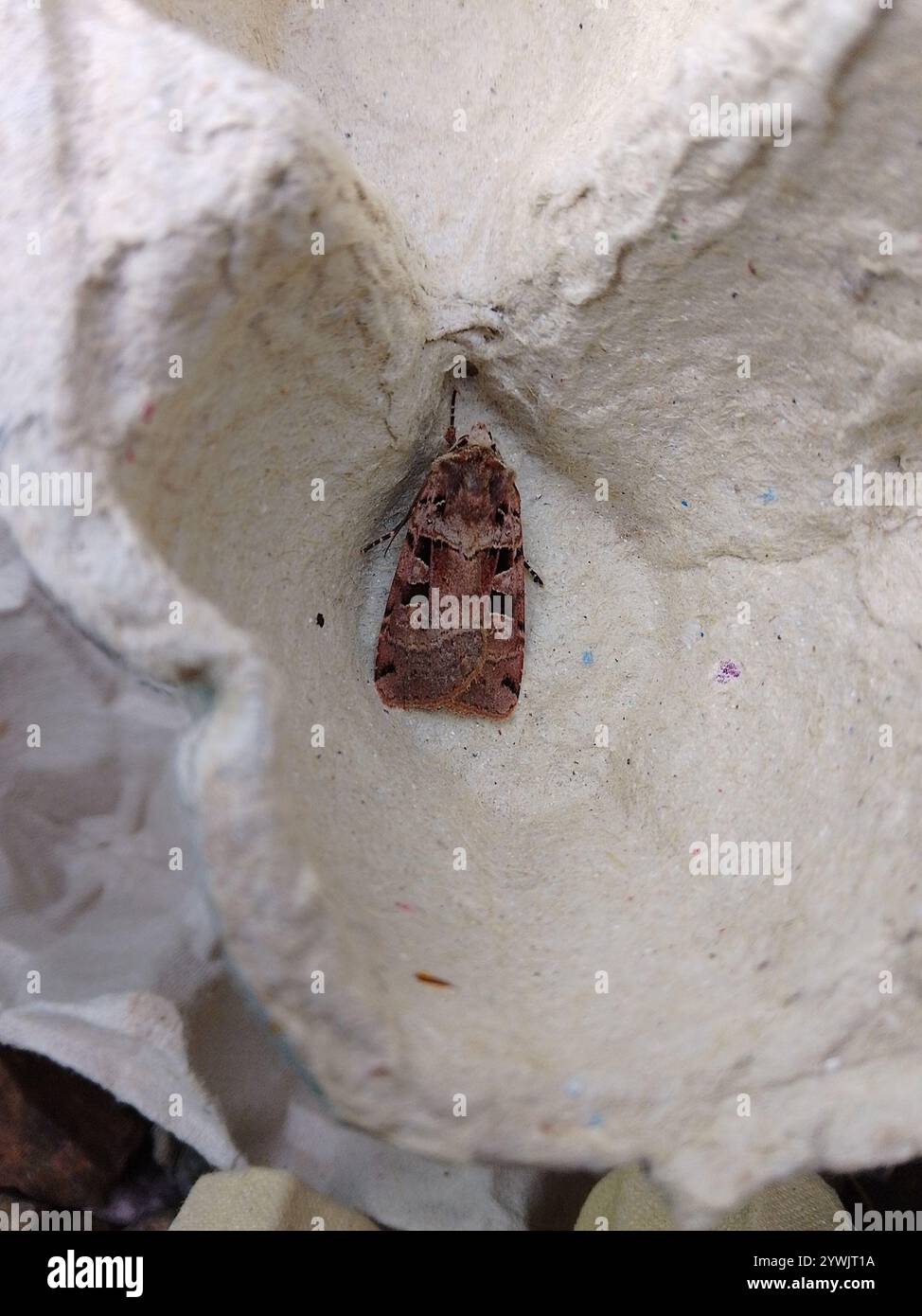 Double Square-spot (Xestia triangulum Stock Photo - Alamy