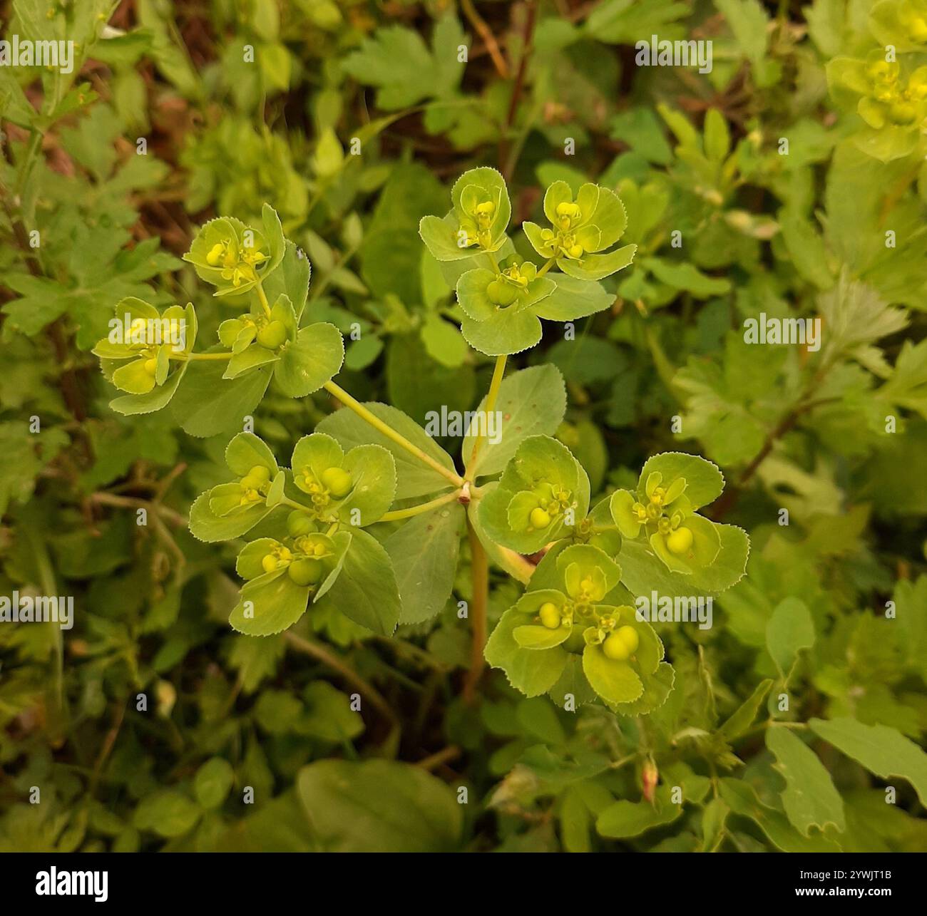 Sun spurge (Euphorbia helioscopia Stock Photo - Alamy