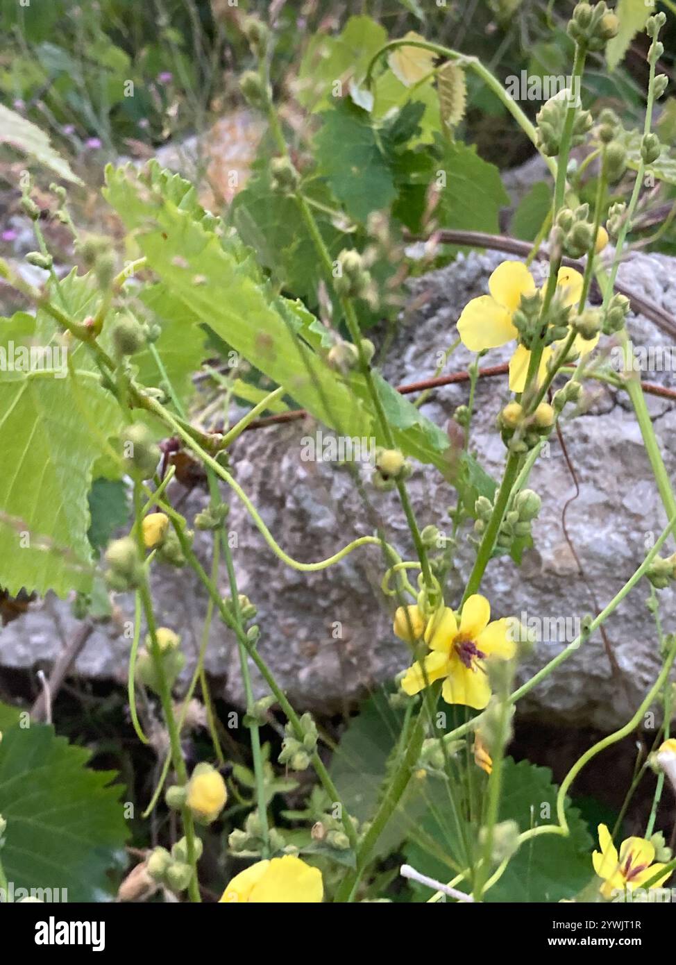 Mullein verbascum sinuatum hi-res stock photography and images - Alamy