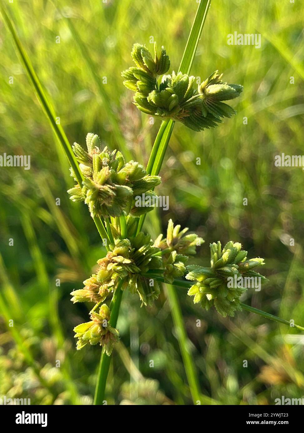 tall flatsedge (Cyperus eragrostis Stock Photo - Alamy