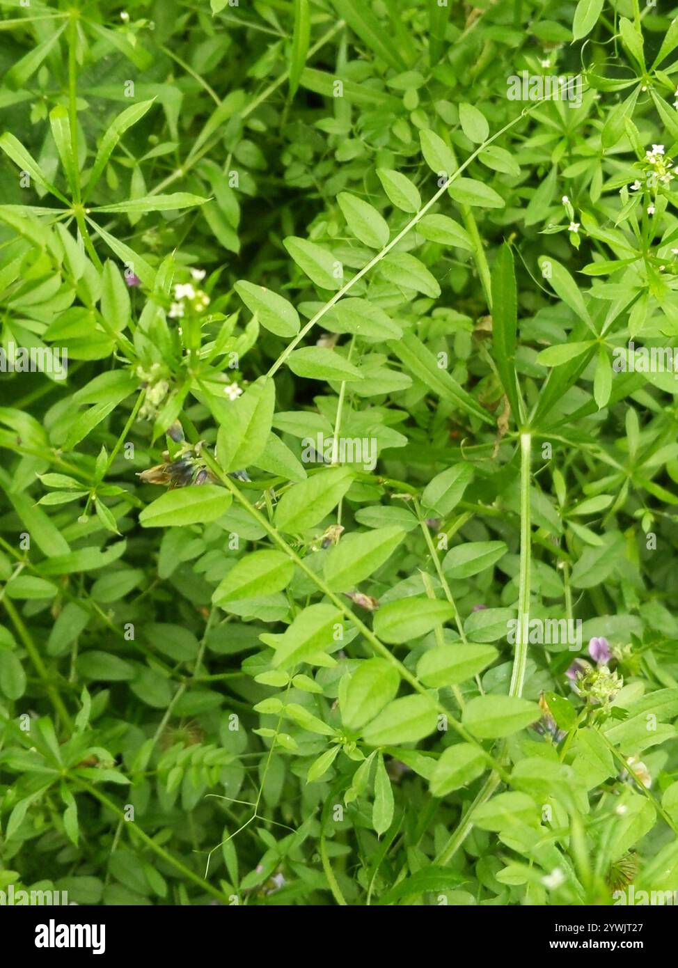 Bush Vetch (Vicia sepium Stock Photo - Alamy