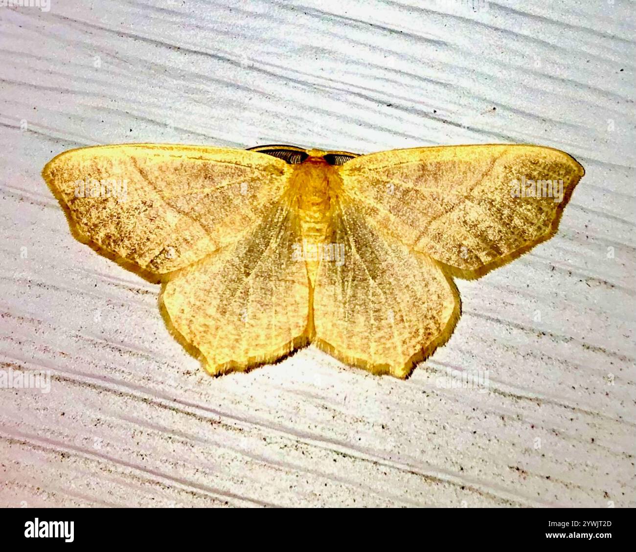 Straw Besma Moth (Besma endropiaria Stock Photo - Alamy