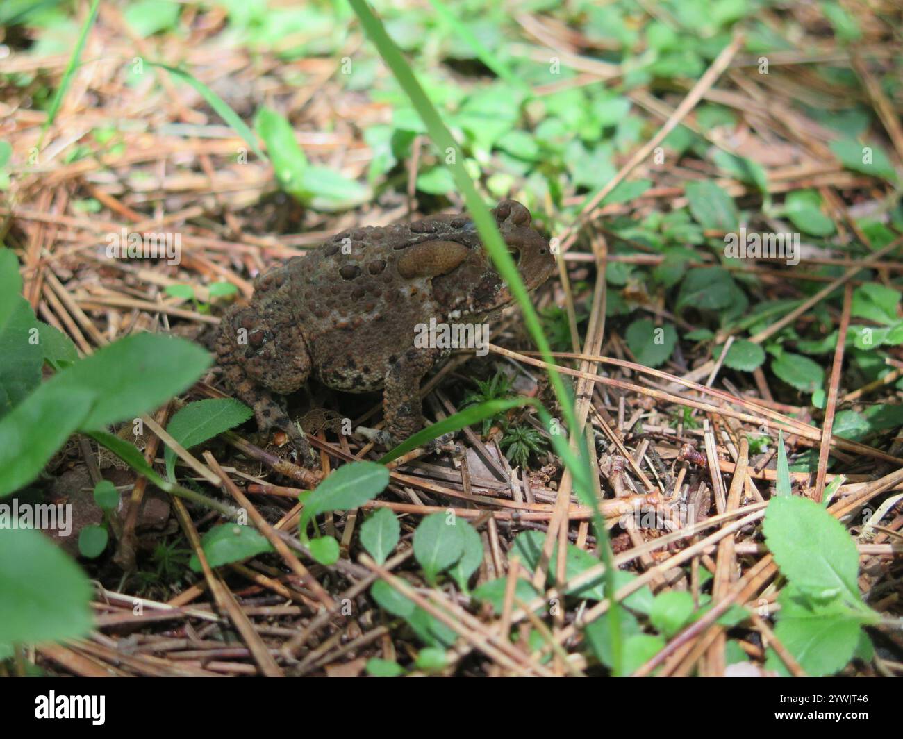 Eastern American Toad (Anaxyrus americanus americanus Stock Photo - Alamy