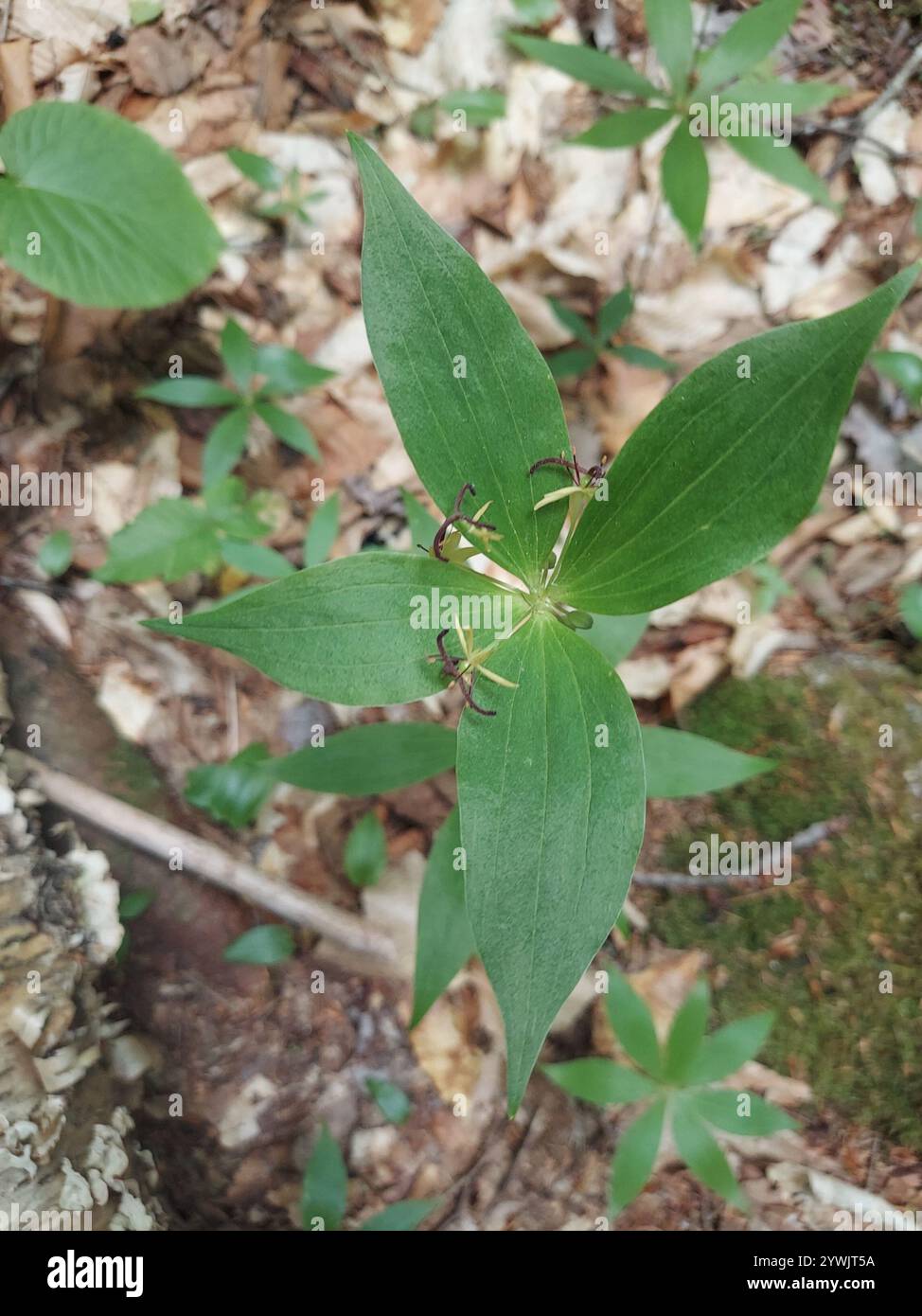 Cucumber Root (Medeola virginiana Stock Photo - Alamy