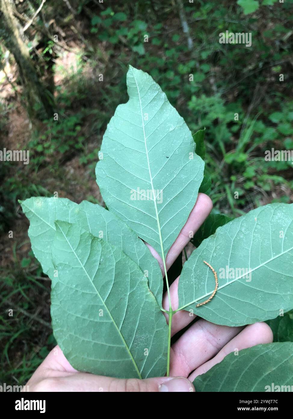 white ash (Fraxinus americana Stock Photo - Alamy
