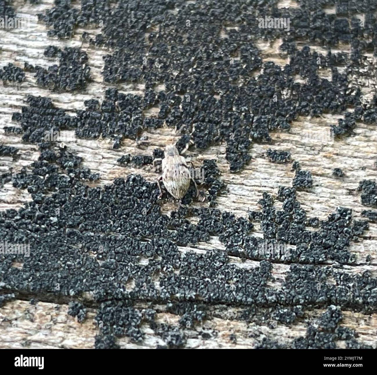 Peach Root Weevil (Pseudoedophrys hilleri Stock Photo - Alamy