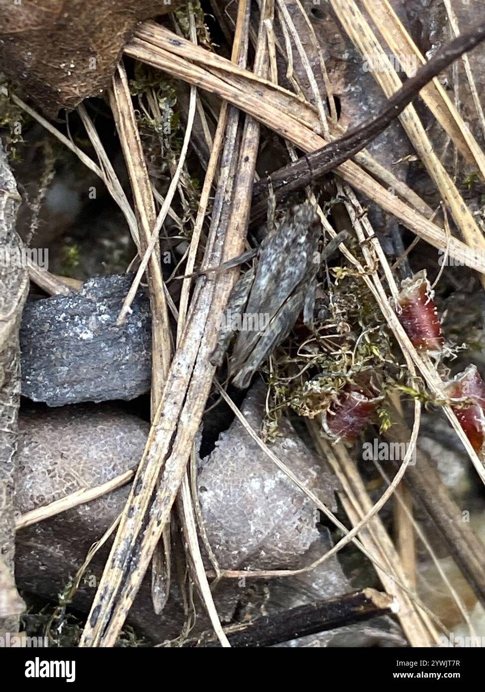 Common Groundhopper (Tetrix undulata Stock Photo - Alamy