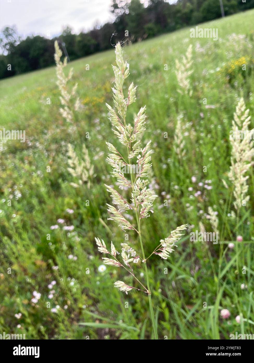 Phalaris arundinacea reed canary hi-res stock photography and images ...