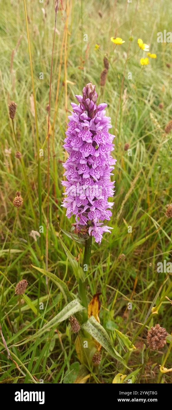 Common Spotted Orchid (Dactylorhiza fuchsii Stock Photo - Alamy
