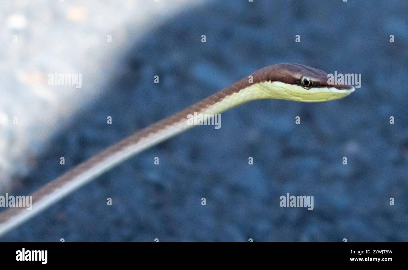 Vine Snakes (Oxybelis Stock Photo - Alamy