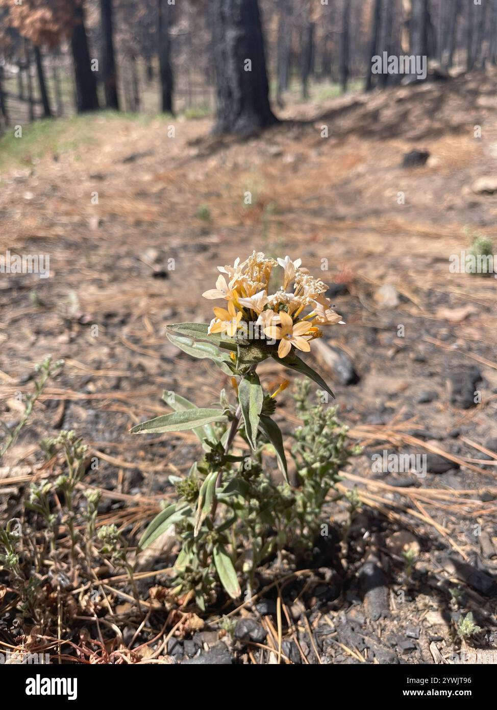 grand collomia (Collomia grandiflora Stock Photo - Alamy